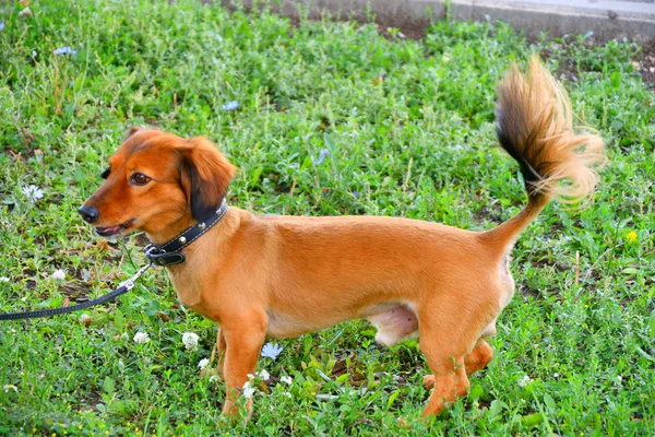 Long Haired Dachshund Papillon Mix