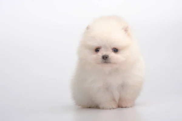 Portrait of german spitz puppy Stock Photo by ©toloubaev 141630206