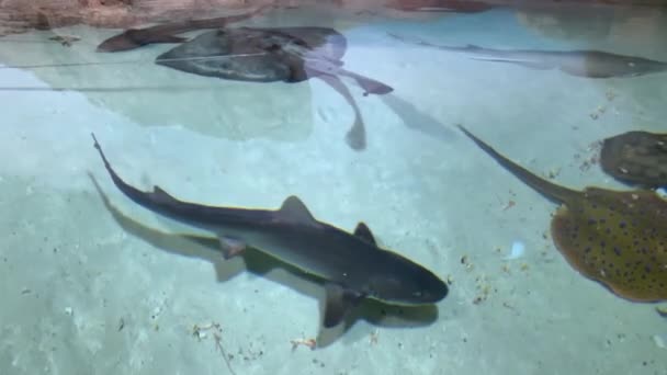 98 Melanopterus Videos, Royalty-free Stock Melanopterus Footage ...