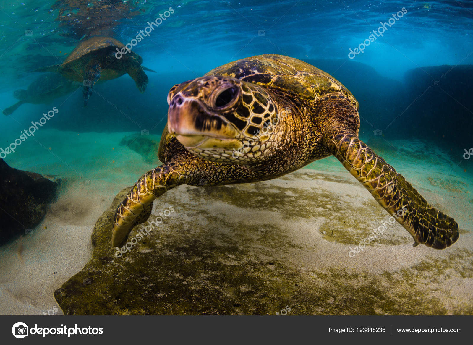 Hawaiian Green Sea Turtle Cruising Warm Waters Pacific Ocean Hawaii ...