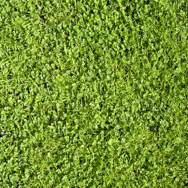 Ground Cover Seamless Texture Tile — Stock Photo ...