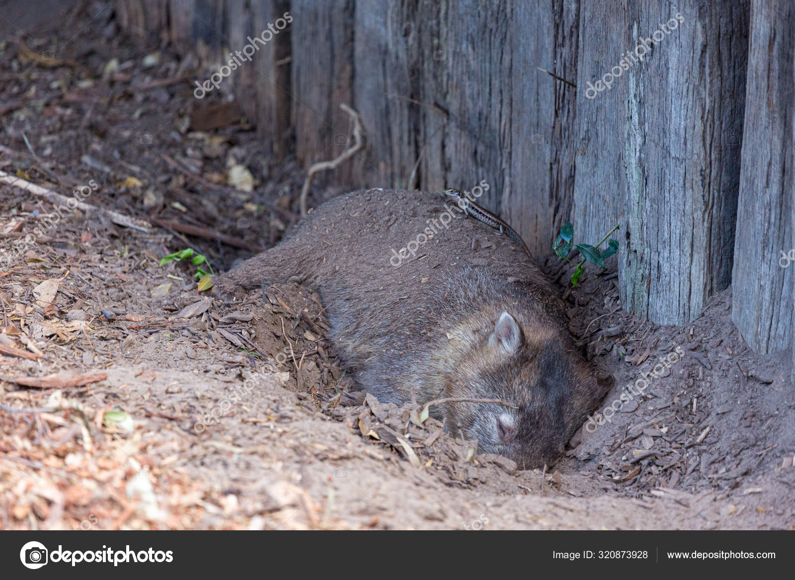 Sleeping Wombat