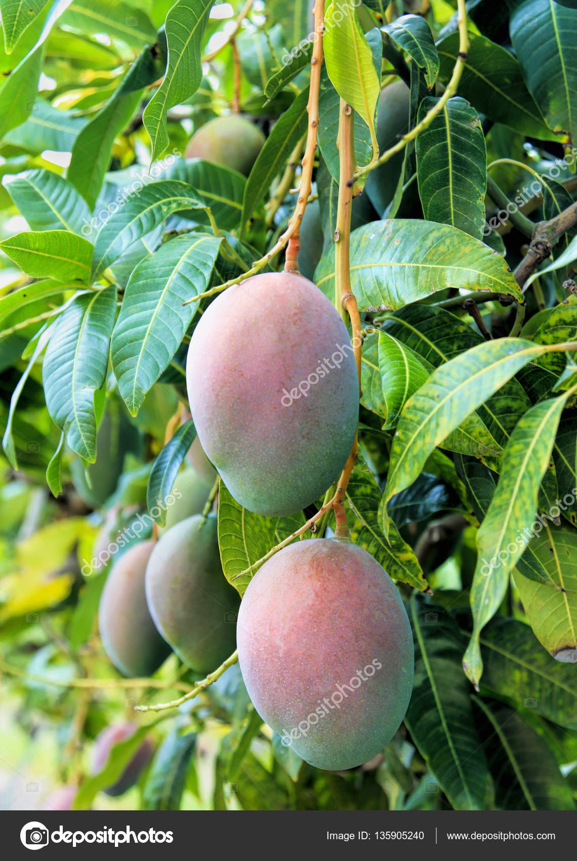 fruta de mango en un árbol de mango — Foto de stock © ekays #135905240