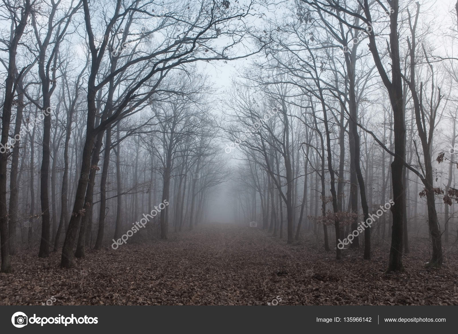 Forest in mysterious fog Stock Photo by ©andras_csontos 135966142