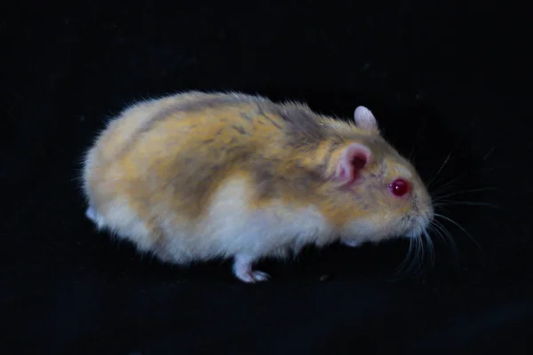 Siberian mouse Stock Photos, Royalty Free Siberian mouse Images ...