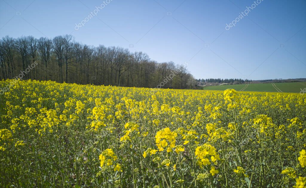 Paisaje rural panorámico en soleado día de primavera.Amplio campo de ...