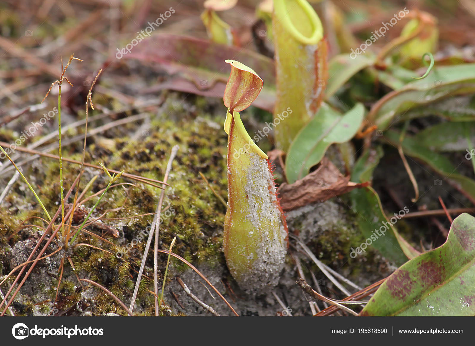 Nepenthes Species Insect — Stock Photo © puripate #195618590