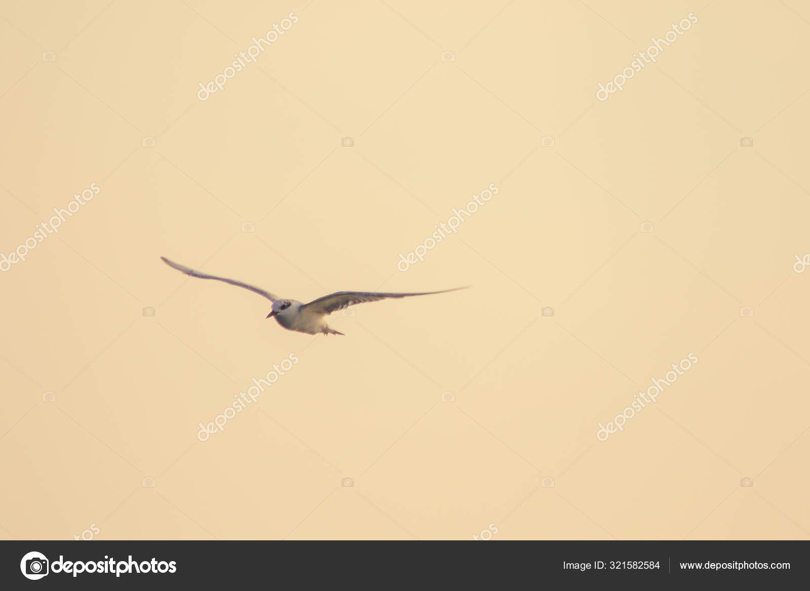 Little Tern Flying Little Tern Small Seabird Scientific Name Sternula ...