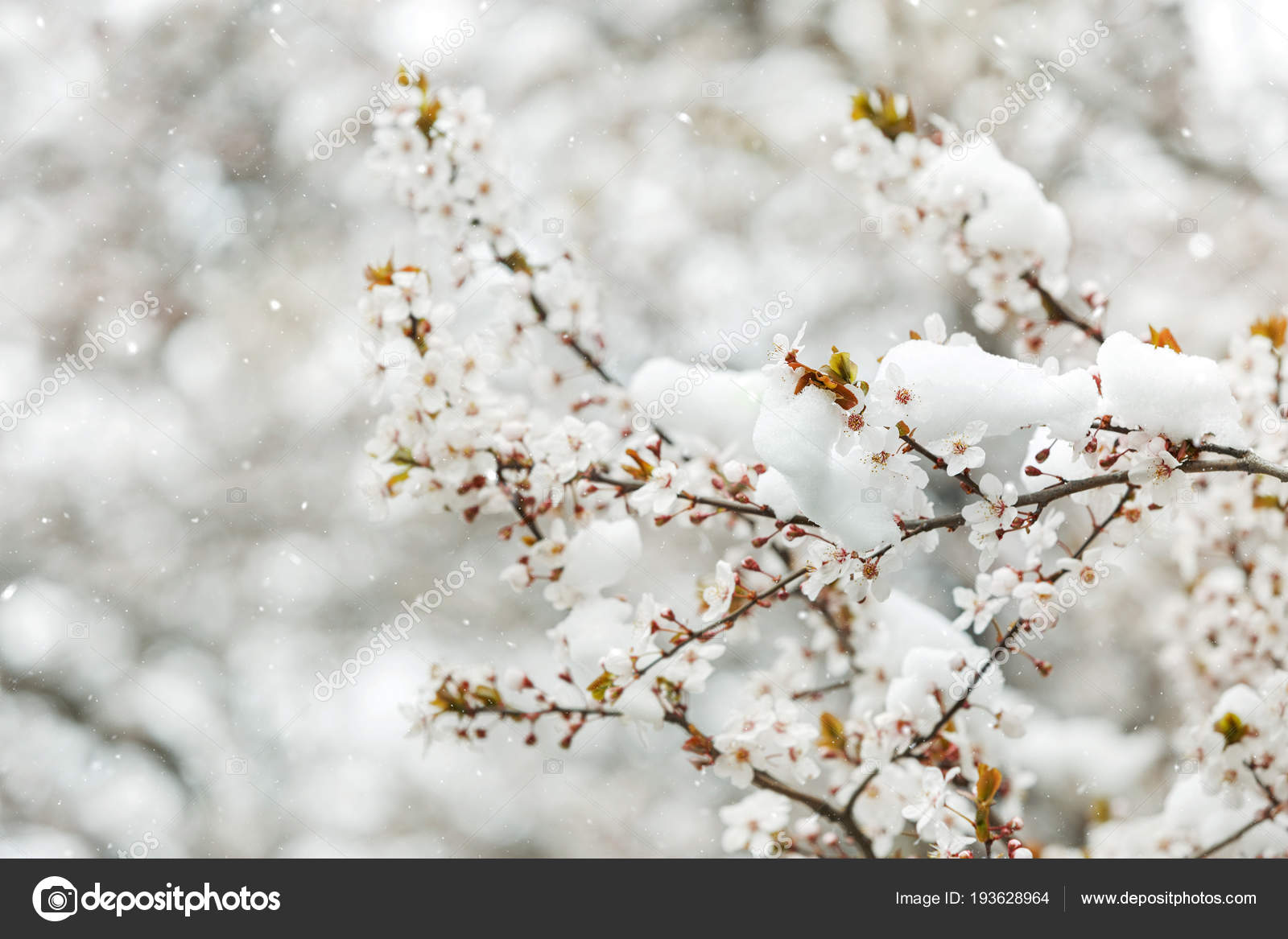 Cherry Fruit Tree In Winter