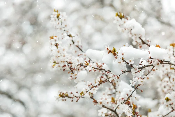 Spring buds and flowers of fruit tree covered in snow. Season changing ...