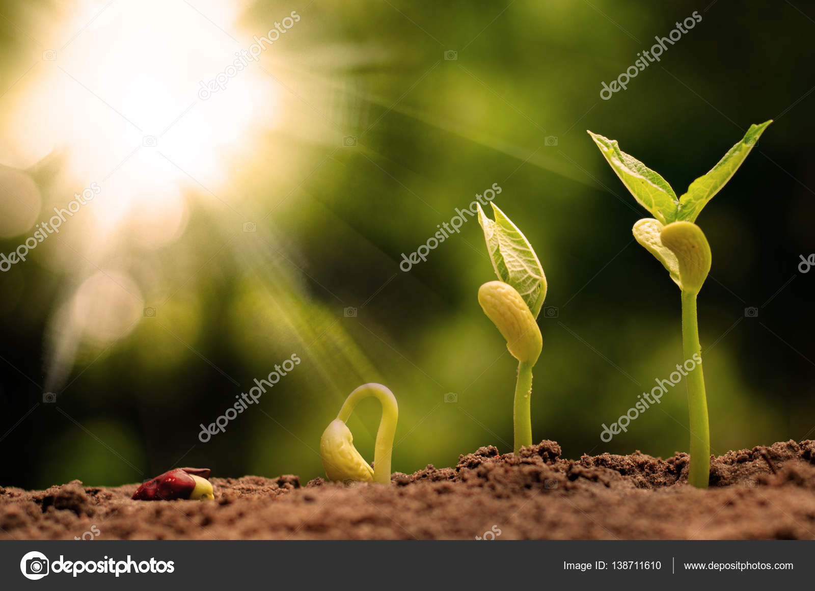 Germinating seed to sprout of nut Stock Photo by ©singkham 138711610