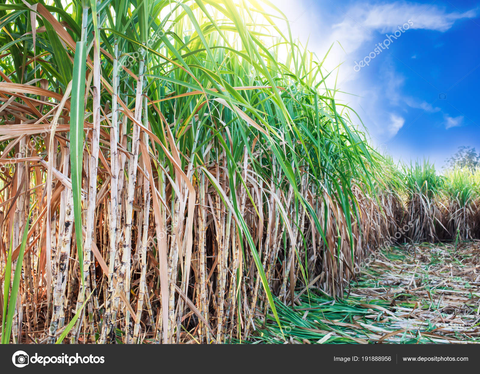 Sugarcane field Stock Photo by ©Isarapic 191888956