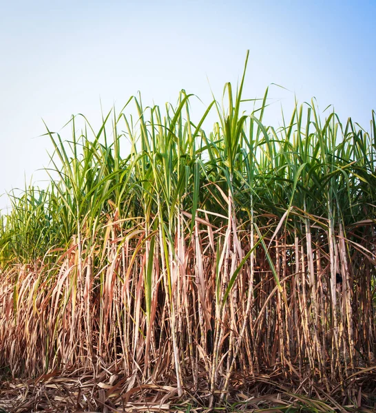 Sugarcane field Stock Photo by ©Isarapic 191888956