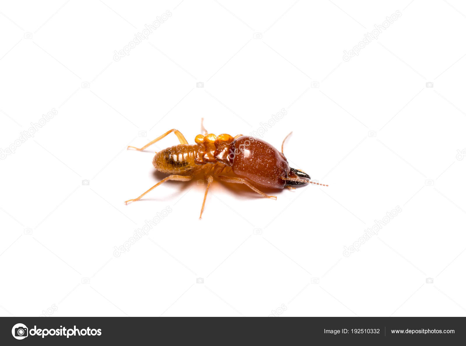 Closeup Big Termite Soldier Isolated White Background Stock Photo by ...