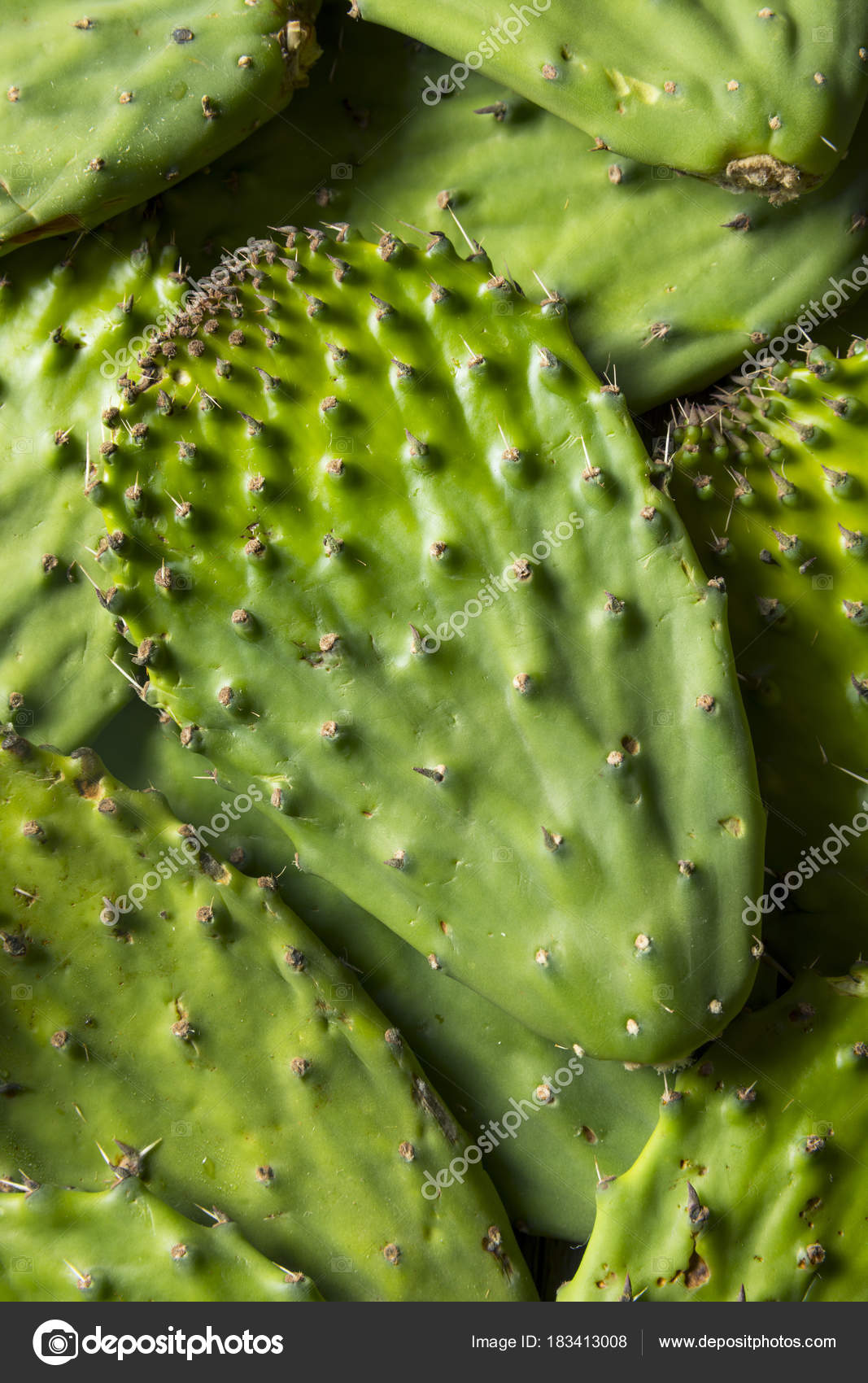 Raw Green Organic Cactus Leaf Fruit Stock Photo by ©bhofack2 183413008