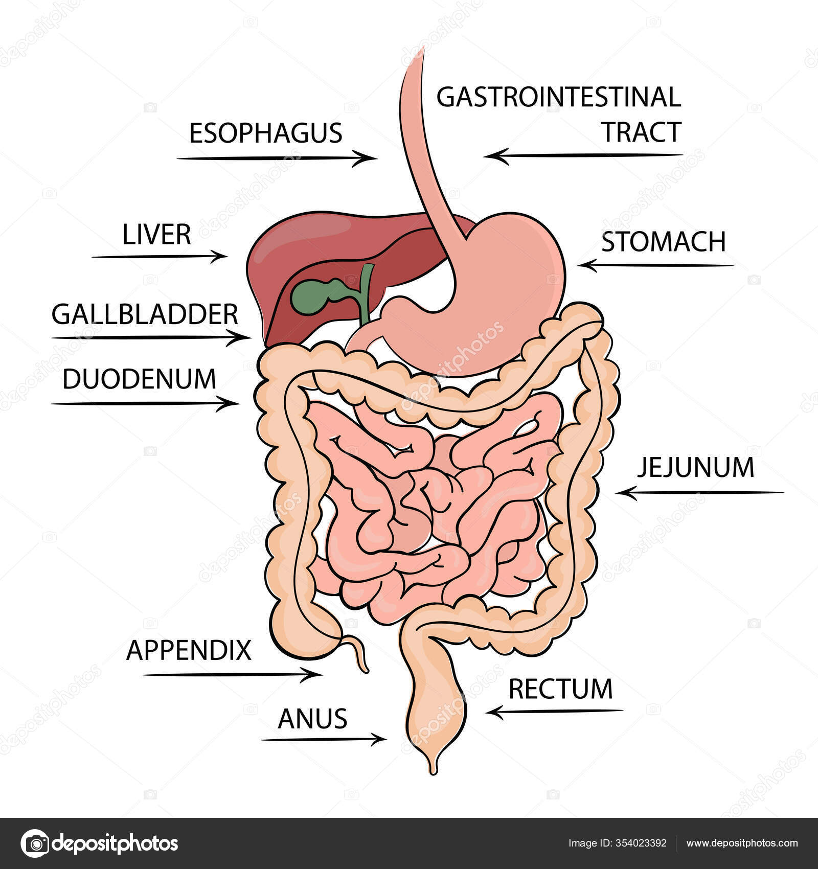 Gastrointestinal Tract Structure Medicine Education Diagram Vector ...
