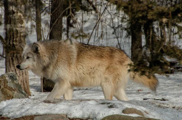 The International Wolf Center in Ely, Minnesota houses several Great ...