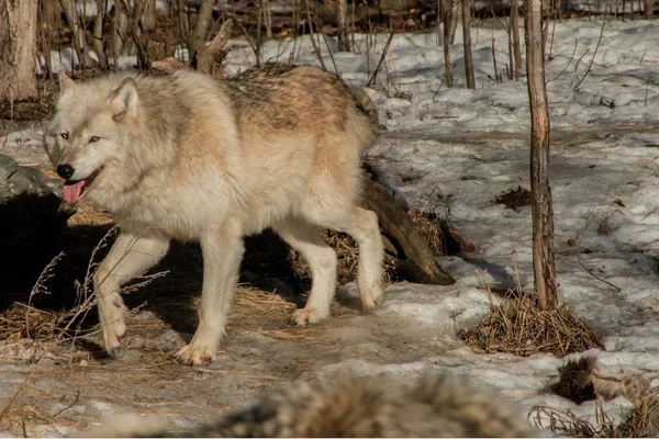Imágenes de Lobo comiendo, fotos de Lobo comiendo sin royalties ...