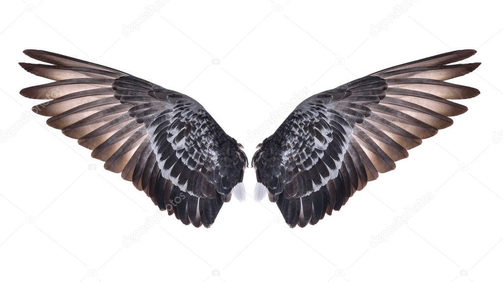 Pinion on the sprawling white backgrounds — Stock Photo © krongkrang26 ...