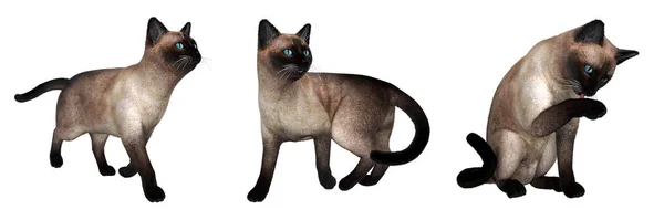 Calico Cats Different Poses Stock Photo by ©Ravven 321832968