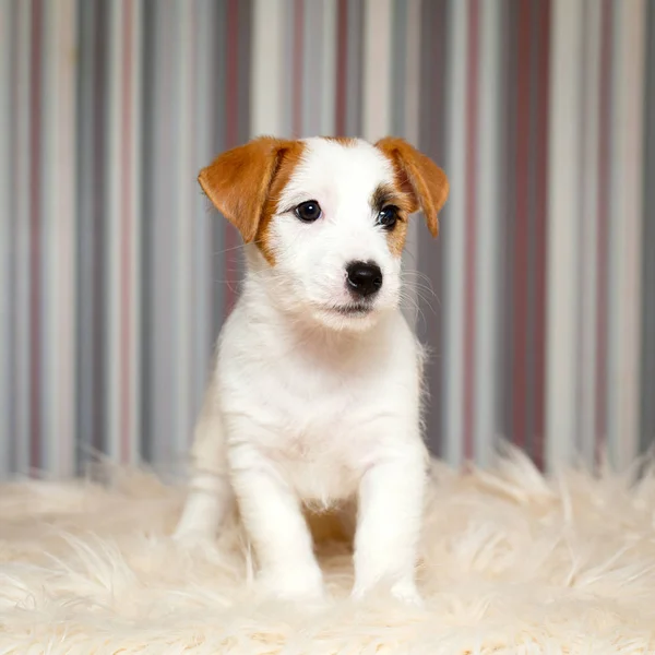 Small animal dog — Stock Photo © Drago_Nika #135024582