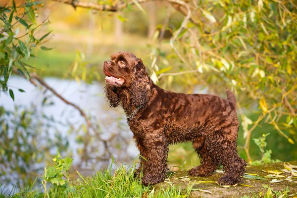 American water spaniel Stock Photos, Royalty Free American water ...