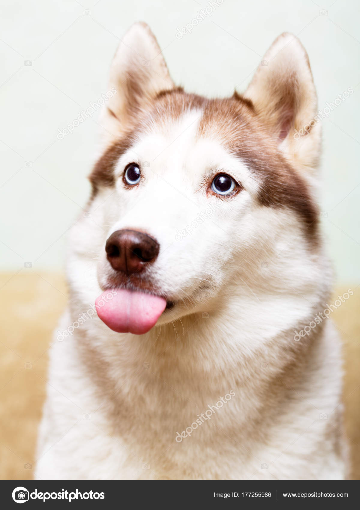 Siberian Husky Home — Stock Photo © Drago_Nika #177255986