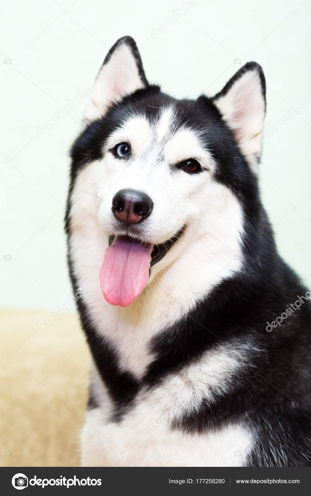 Siberian Husky Home — Stock Photo © Drago_Nika #177258280