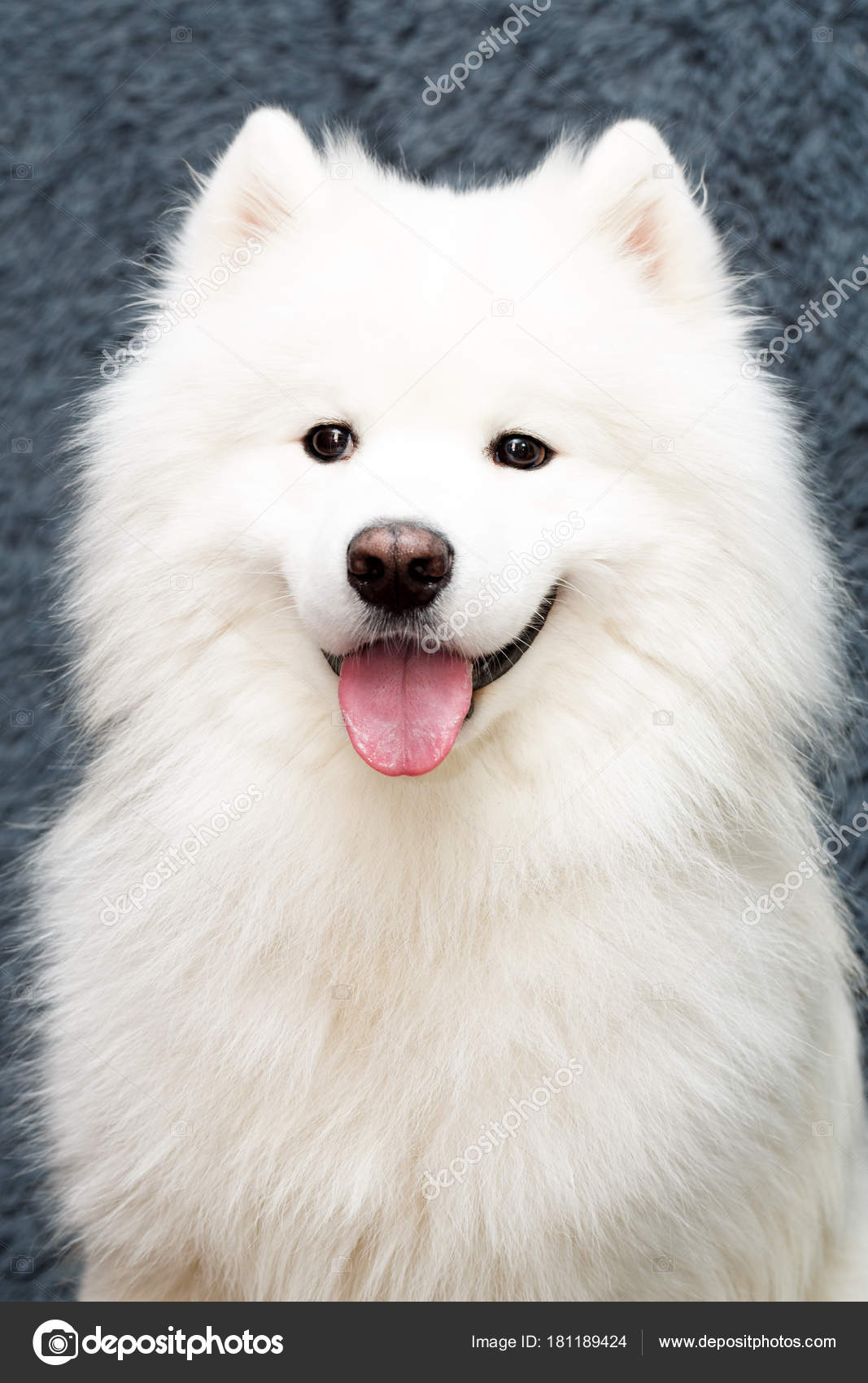 Samoyed Dog Home — Stock Photo © Drago_Nika #181189424