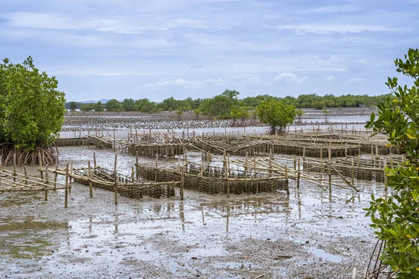 Mangrove farming Stock Photos, Royalty Free Mangrove farming Images ...