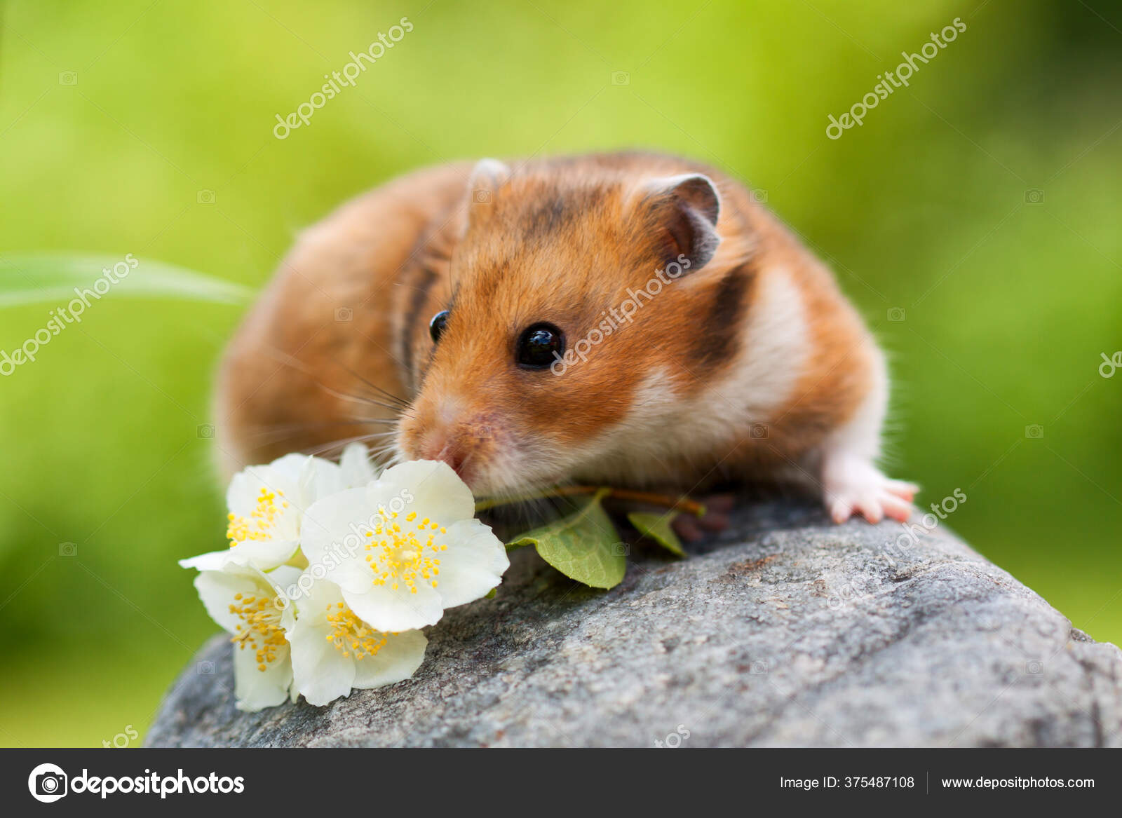 Hamsters Con Flores 310+ Hamster Y Flores Ilustraciones De Stock,