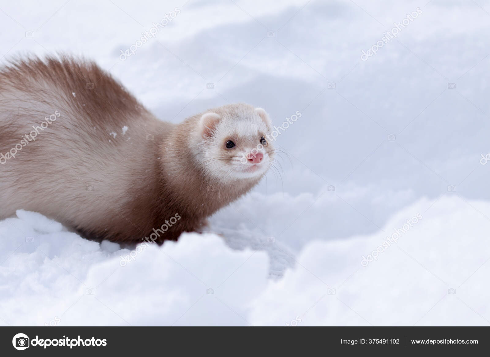 Marked White Ferret