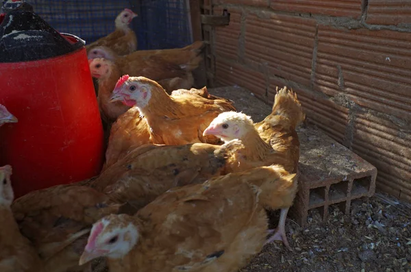 Poultry plant. — Stock Photo © karammiri #2323493