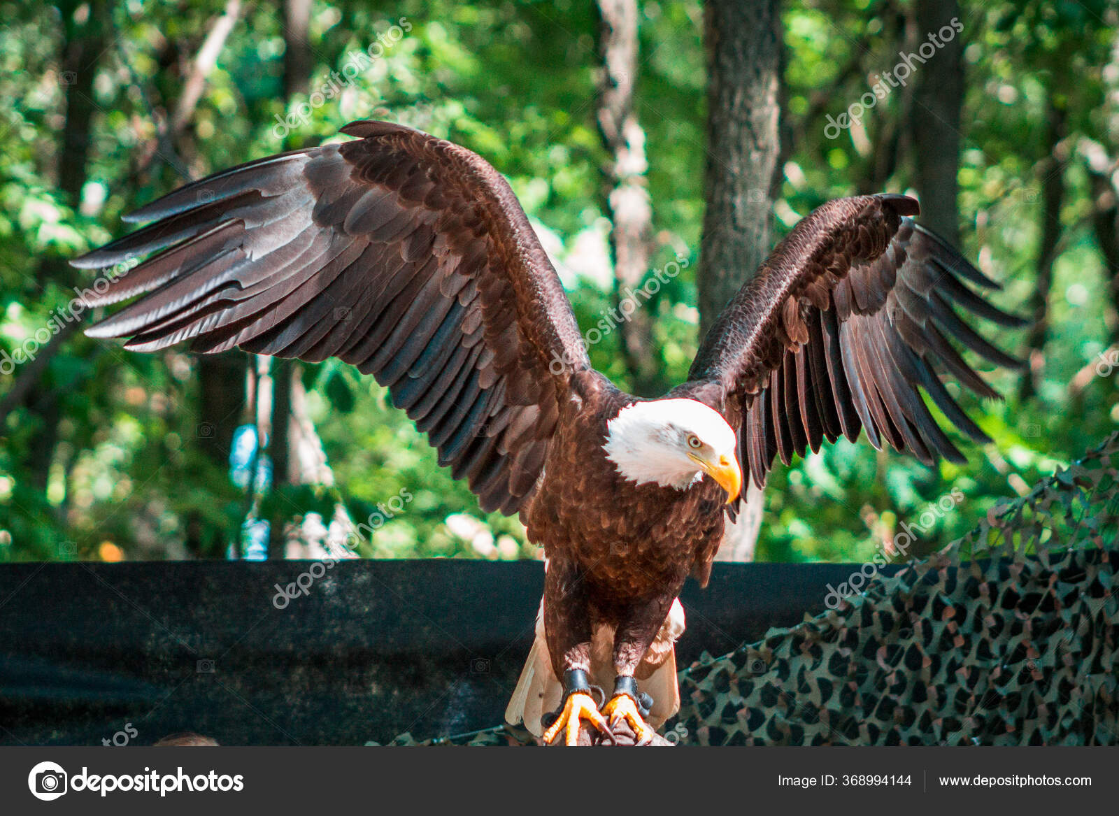 Bald Eagle Spreading Its Wings Zoo Stock Photo by ©mike.s.deemer@gmail ...