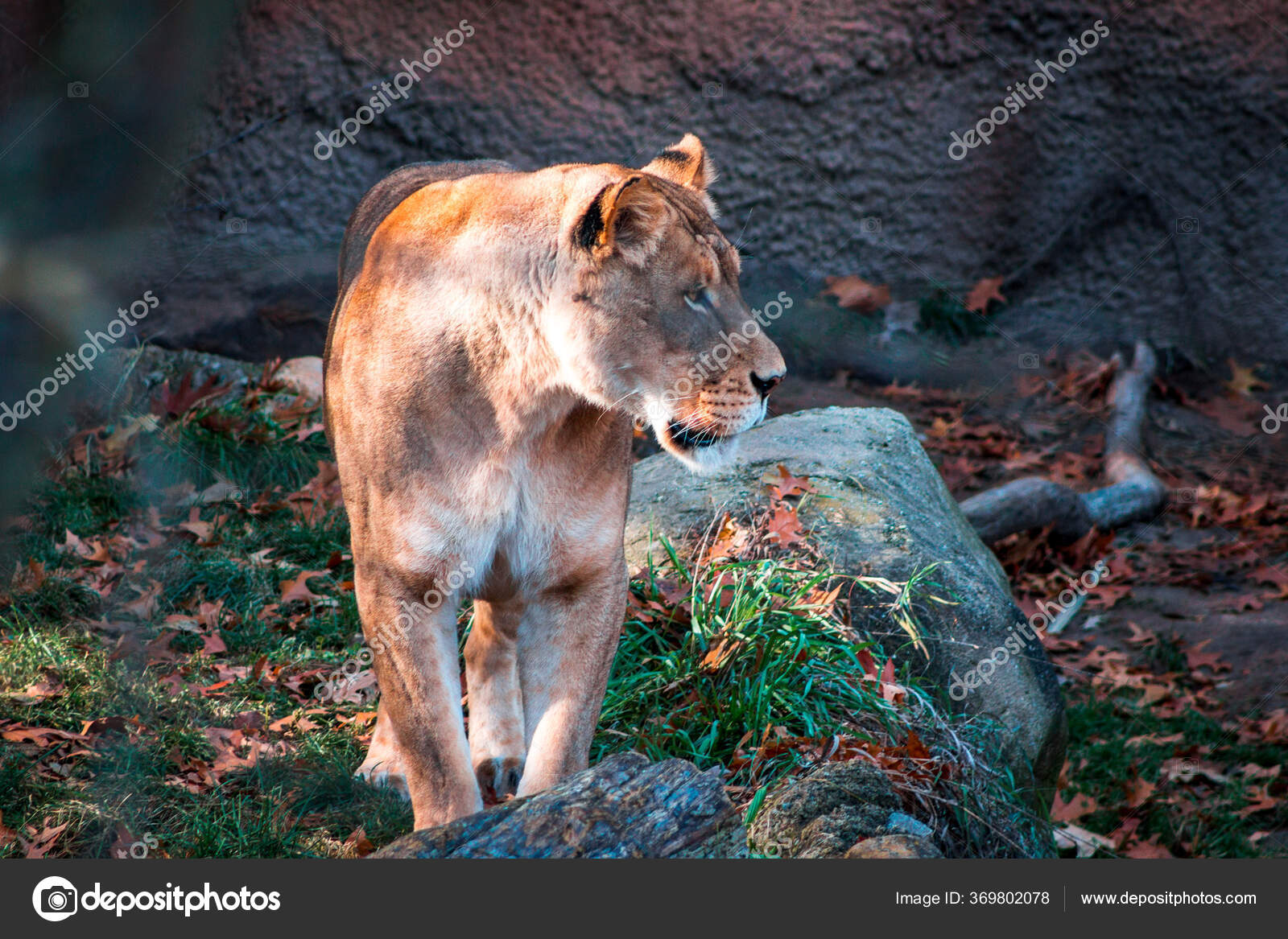 Lioness Prowling