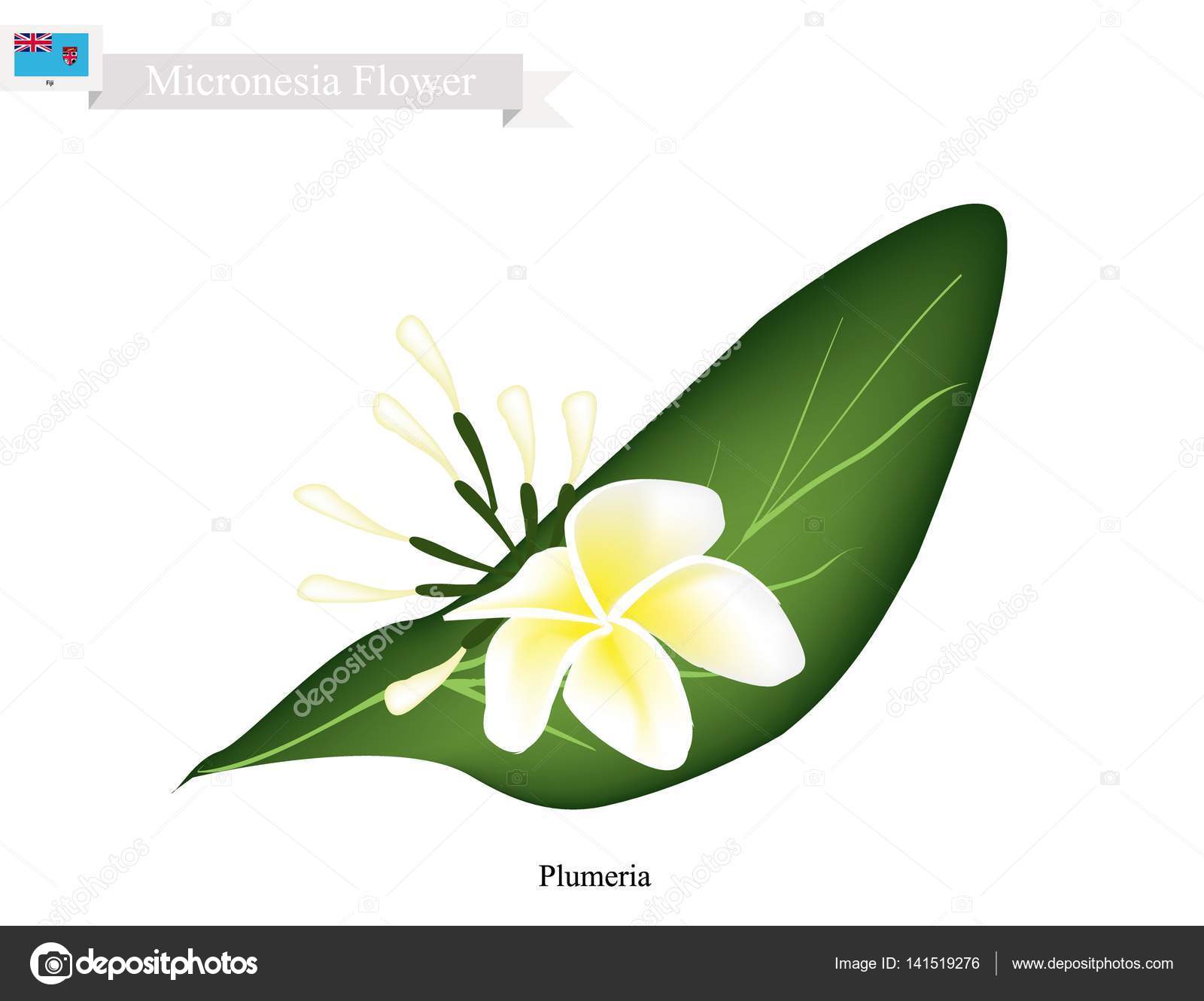 Cambodia National Flower Rumdul | Best Flower Site