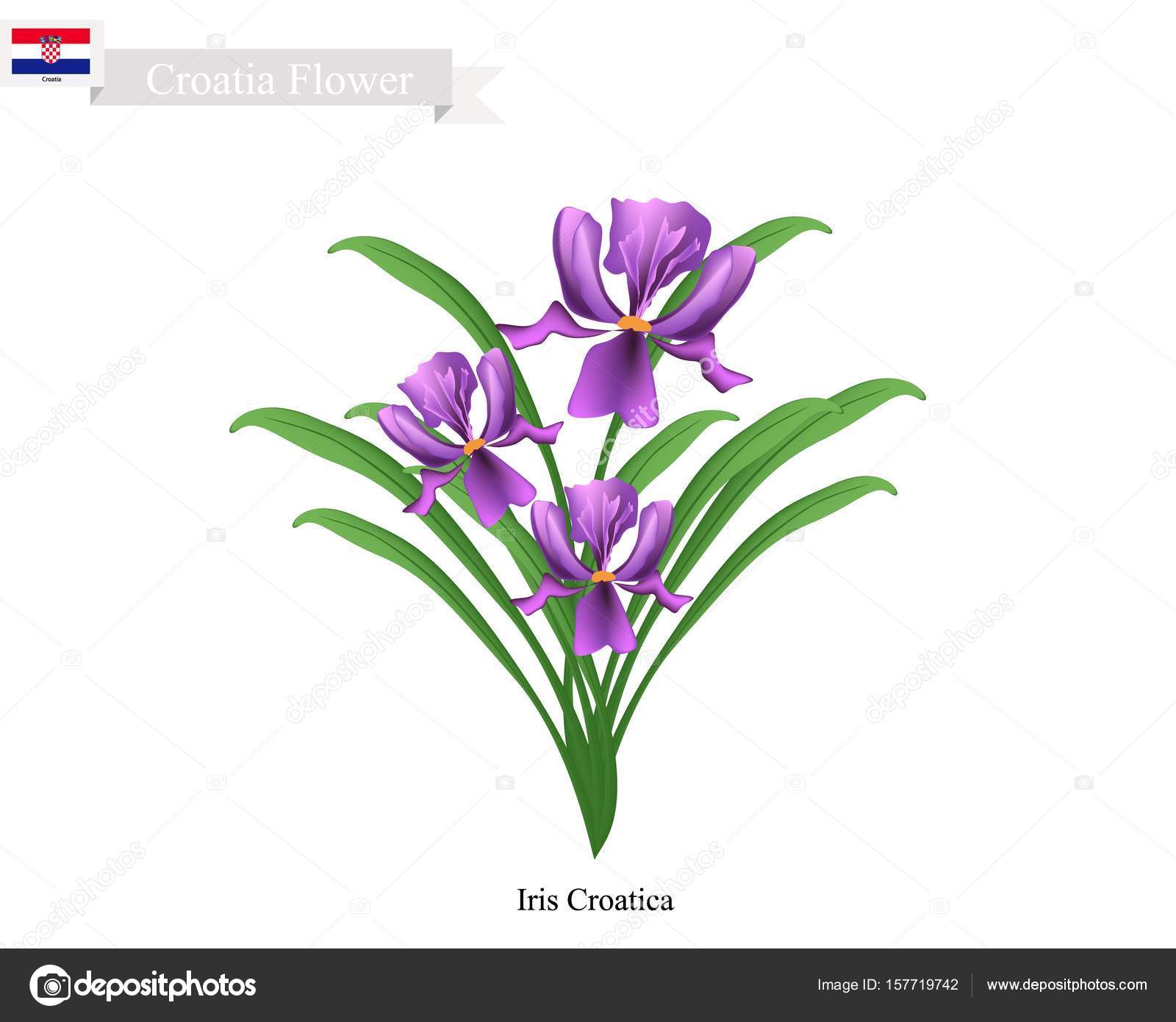 Croatian National Flower