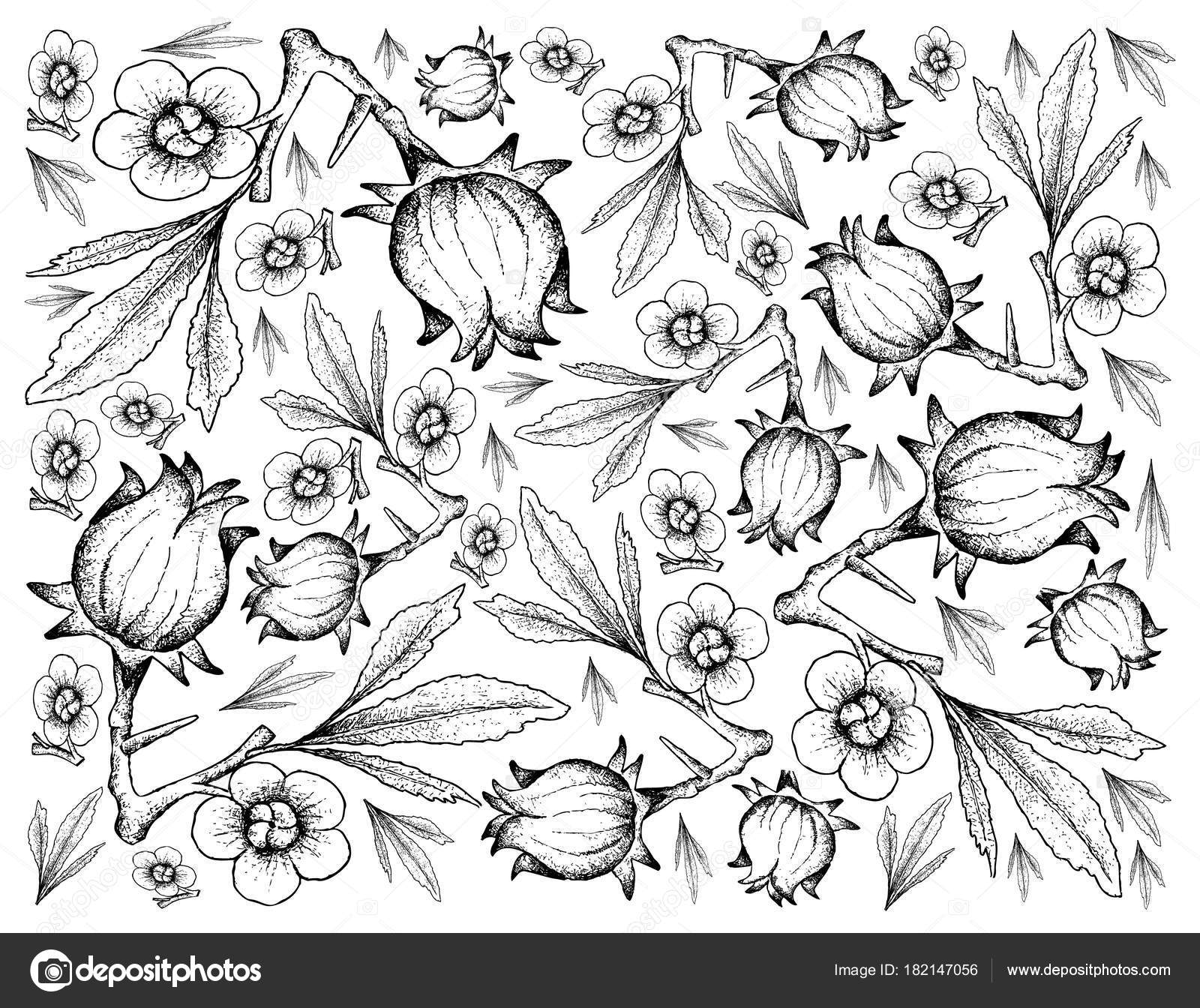 Draw A Hibiscus Flower And Label Its Parts | Best Flower Site