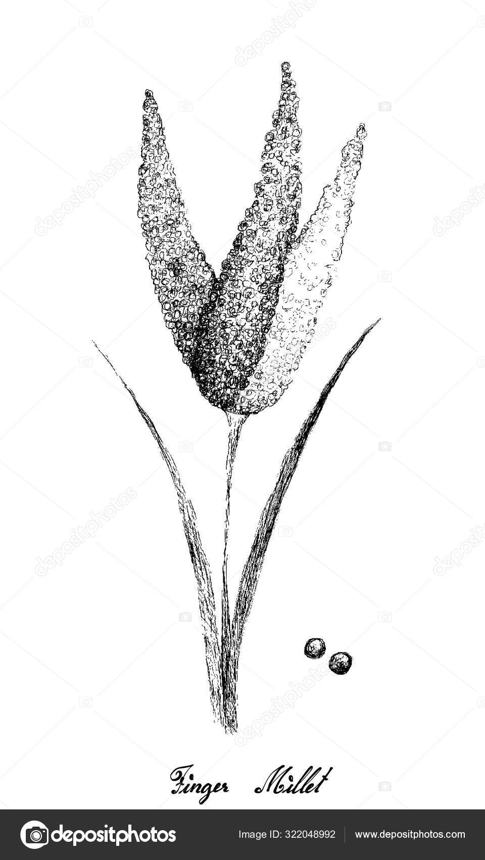Millet Plant Drawing