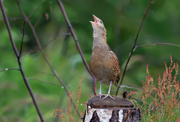 Corncrake Stock Photos, Royalty Free Corncrake Images | Depositphotos®