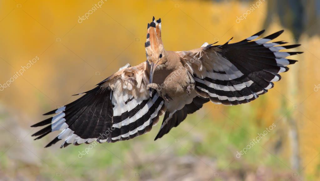 Hoopoe Flying His Youngs Larvae His Beak — Stock Photo © nickvorobey ...