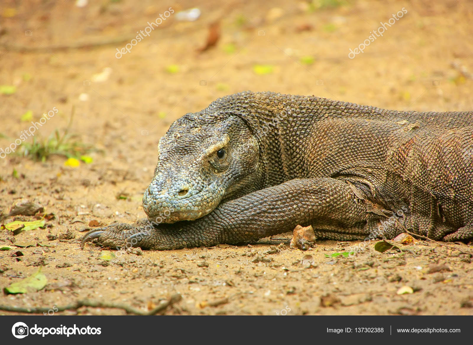 Portrait of Komodo dragon resting on Rinca Island in Komodo Nati Stock ...
