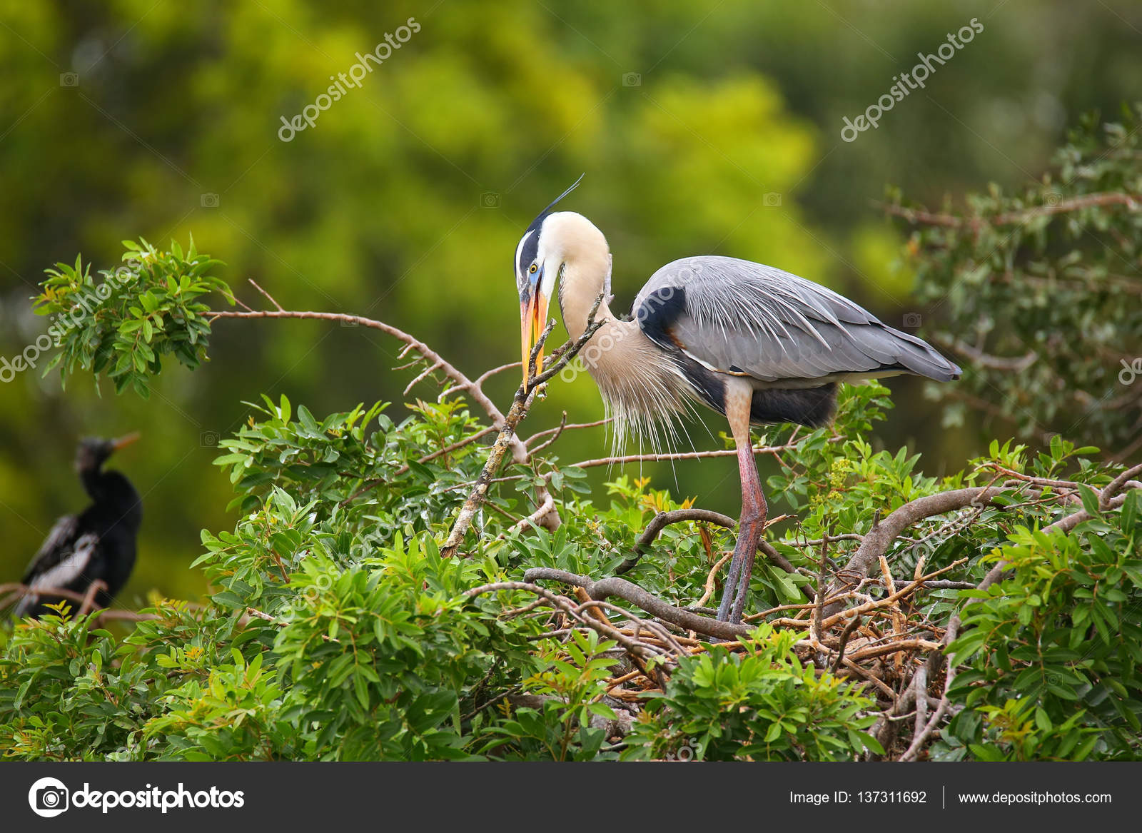 Great Blue Heron with nesting material in its beak. It is the la ...