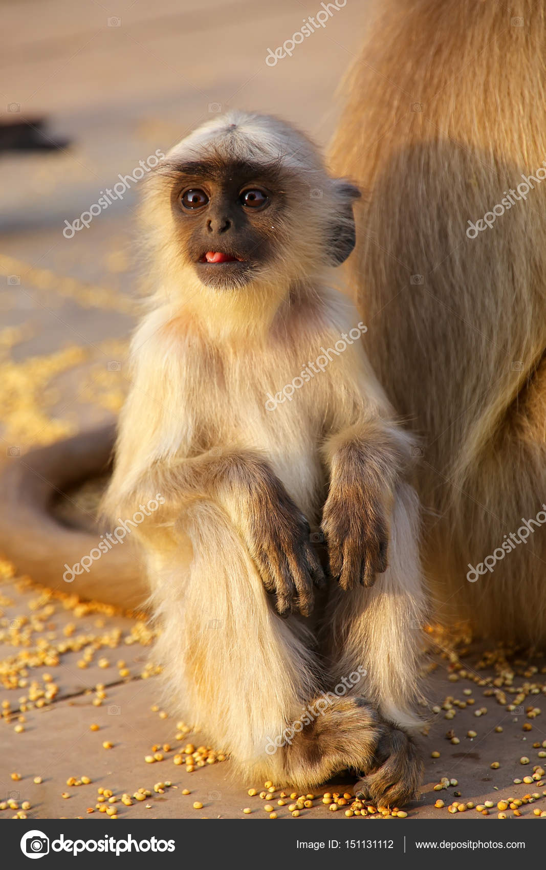 Gray Langur Baby