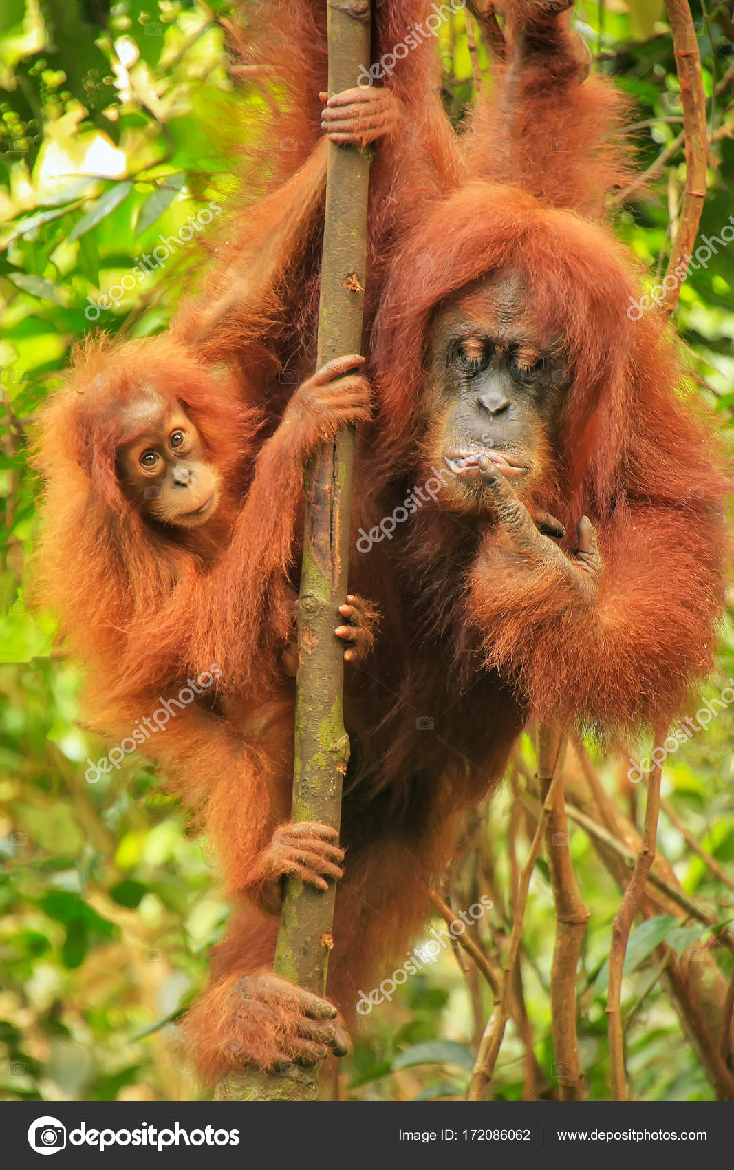 Female Sumatran orangutan with a baby sitting on a tree in Gunun ...