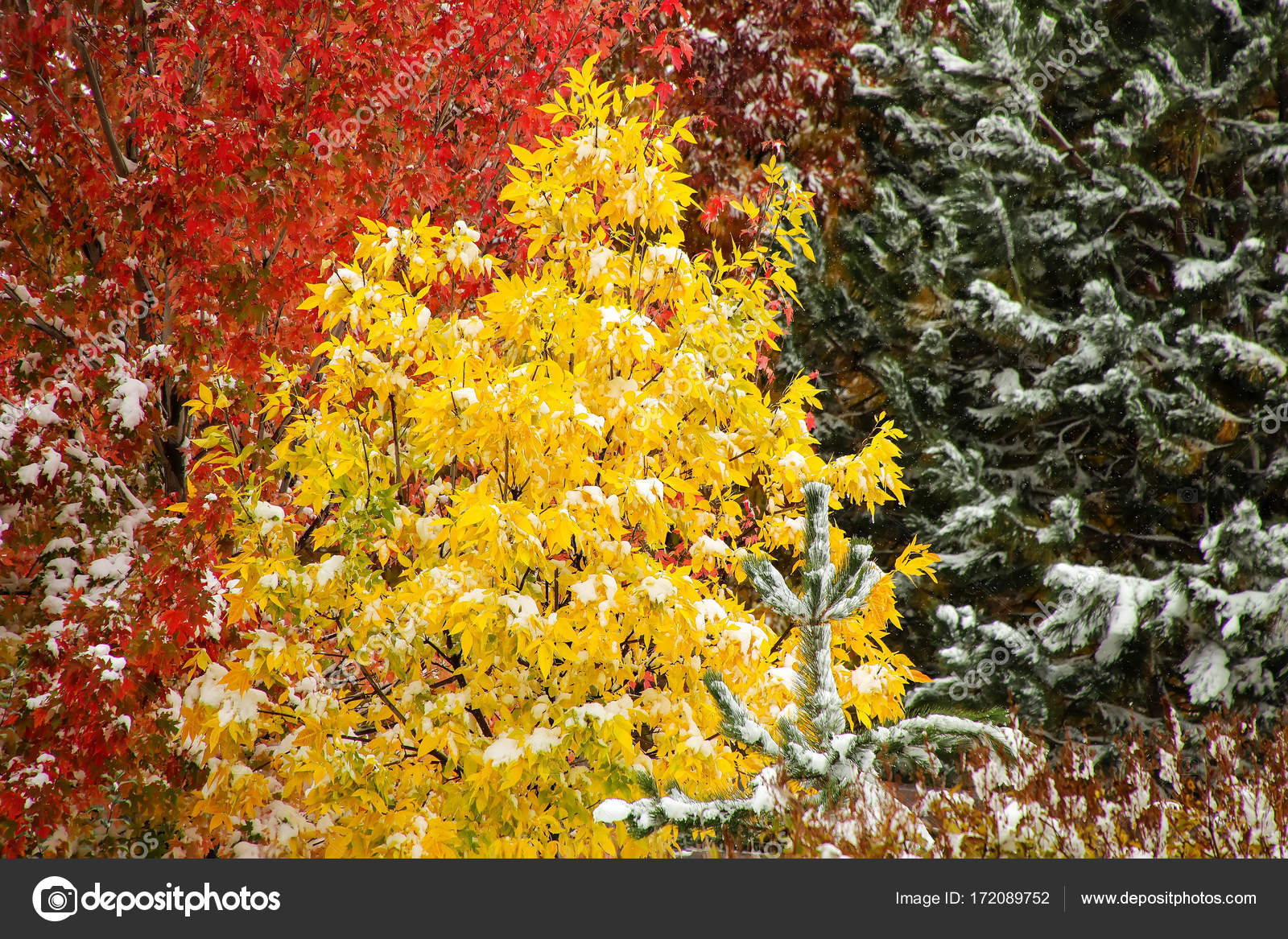 Colored Pictures Of Green Ash Tree