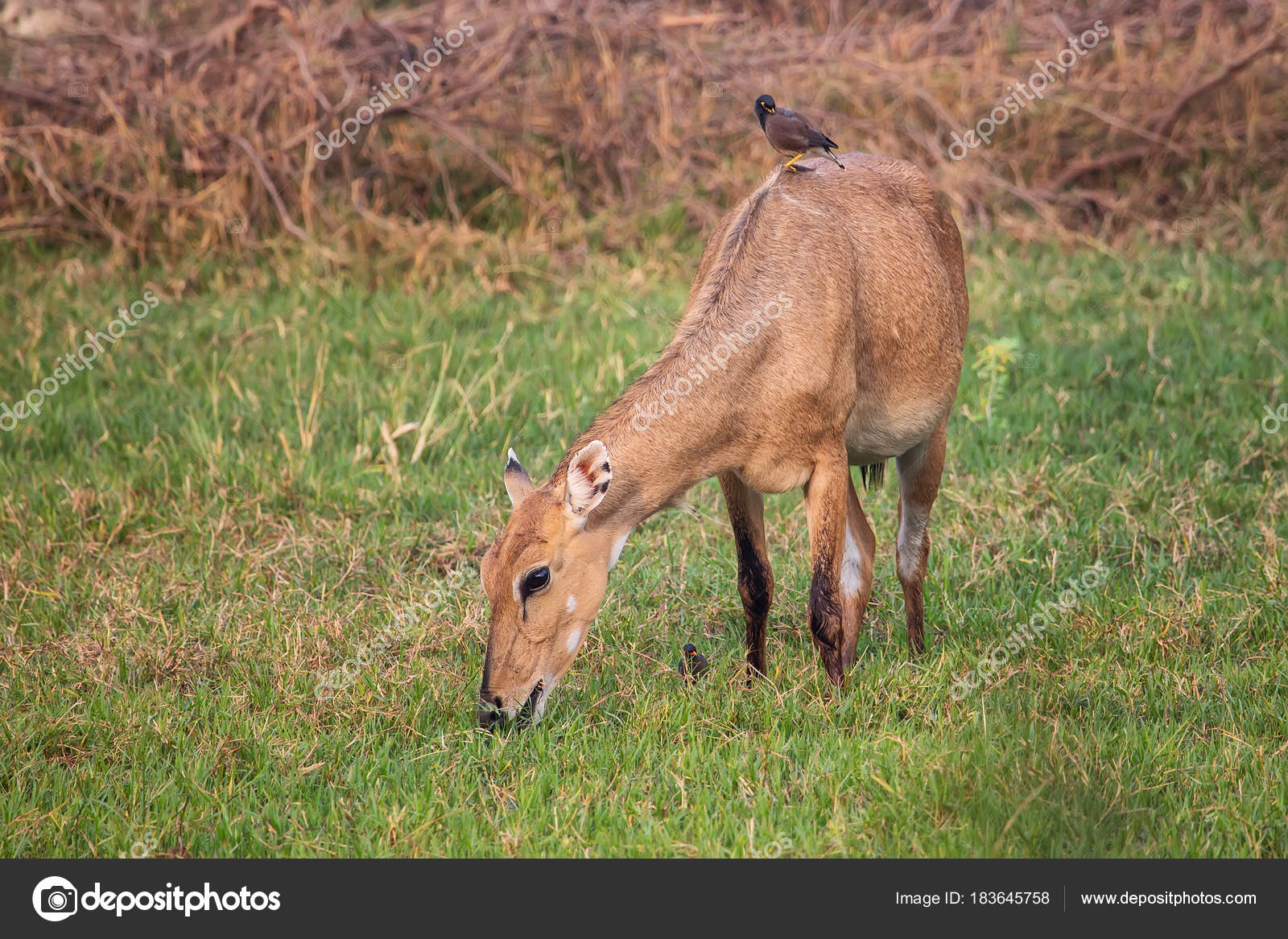Female Nilgai with Brahminy myna sitting on her in Keoladeo Nati Stock ...