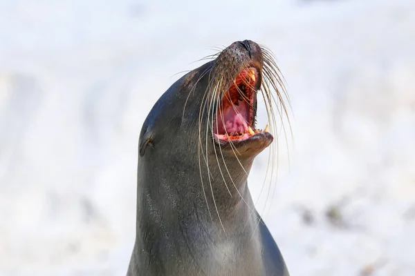 Foca de circo fotos de stock, imágenes de Foca de circo sin royalties ...