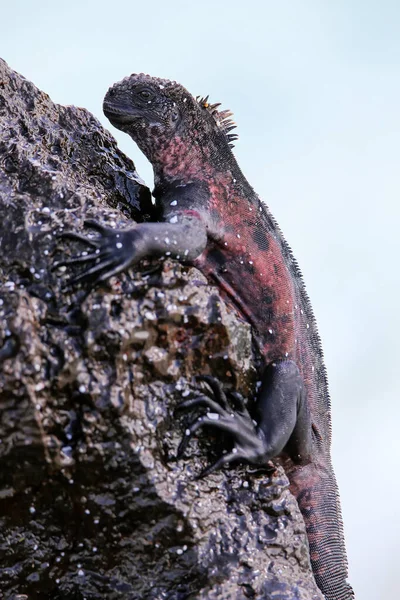 Lagarto do mar negro fotos de stock, imágenes de Lagarto do mar negro ...
