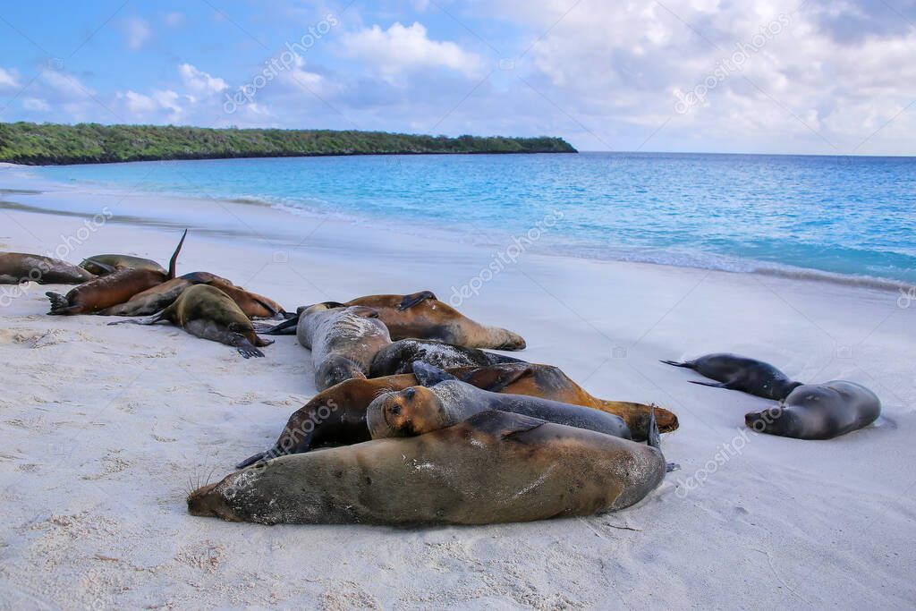 Grupo de lobos marinos de Galápagos descansando en la playa de arena en ...